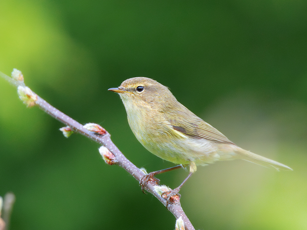 How Urbanization Affects Bird Predation